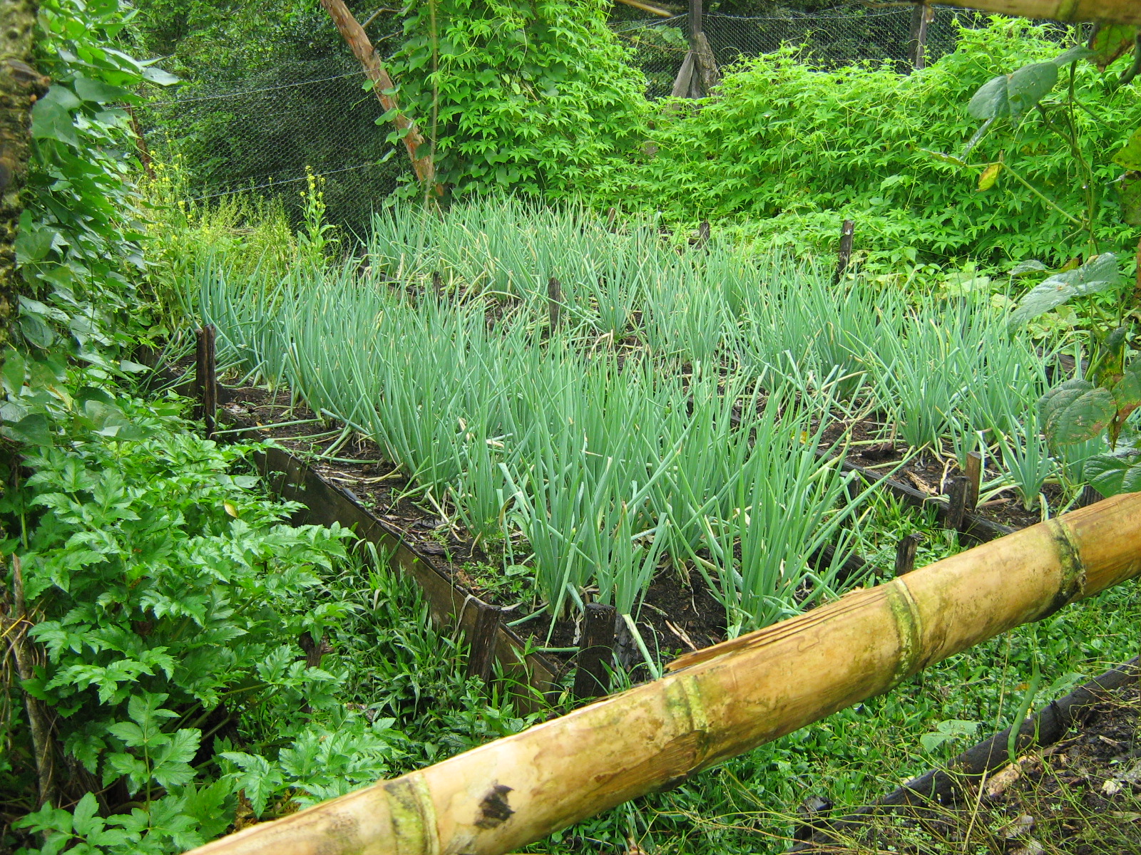 Sustainable Development | Amazon Conservation Team